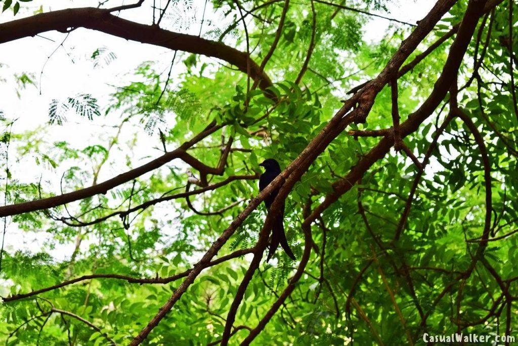 Solitude Farm - Food Discovery Trail, Auroville, Pondicherry Visit ...