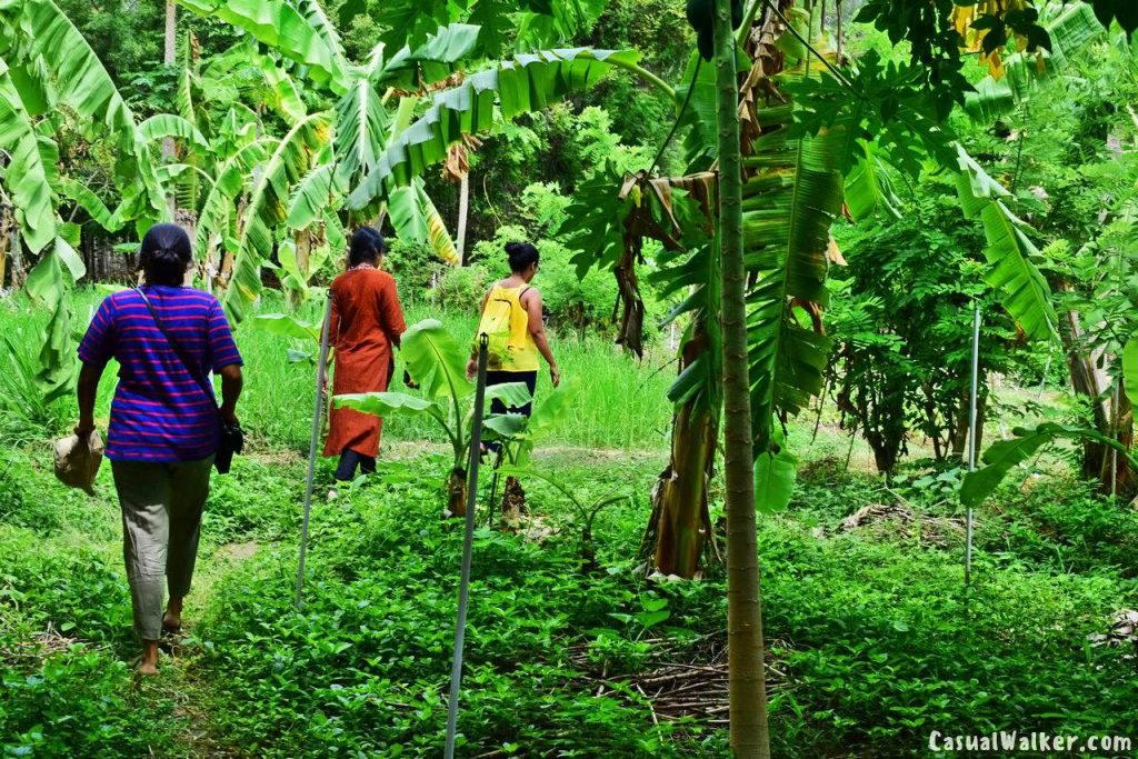 Solitude Farm - Food Discovery Trail, Auroville, Pondicherry Visit ...