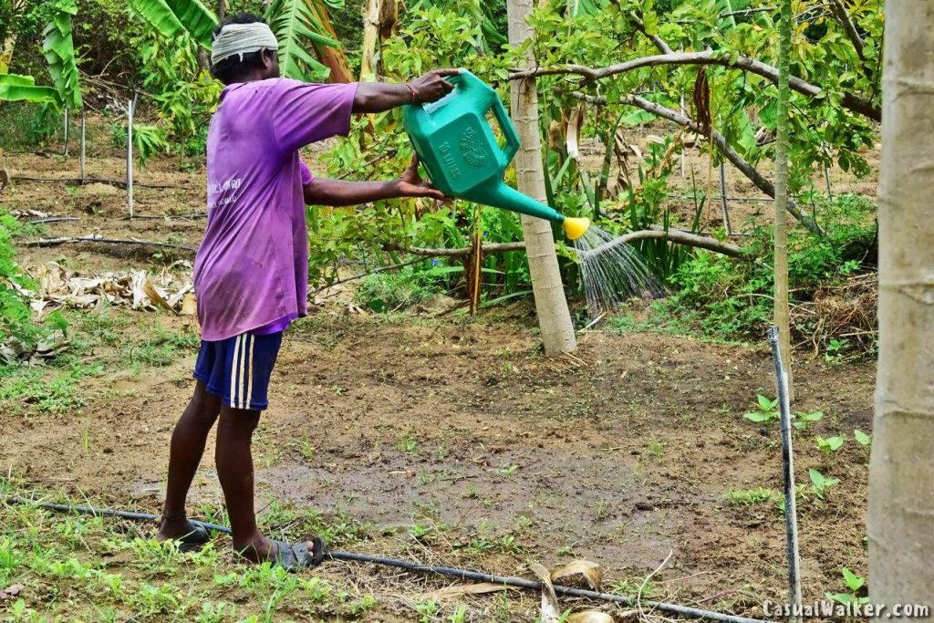 Solitude Farm - Food Discovery Trail, Auroville, Pondicherry Visit ...
