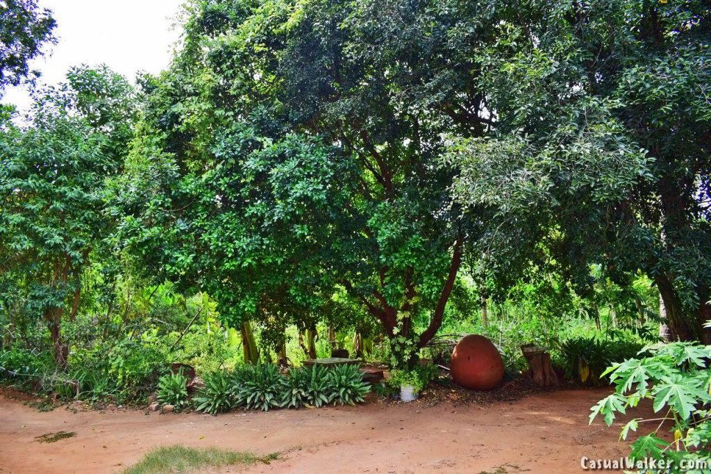 Solitude Farm - Food Discovery Trail, Auroville, Pondicherry Visit ...