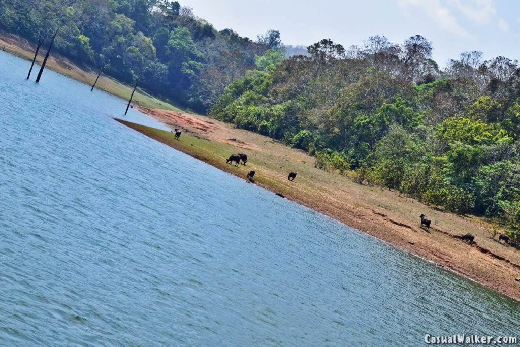 Thekkady Lake Boating, Periyar National Park at Idukki, Kerala Visit ...