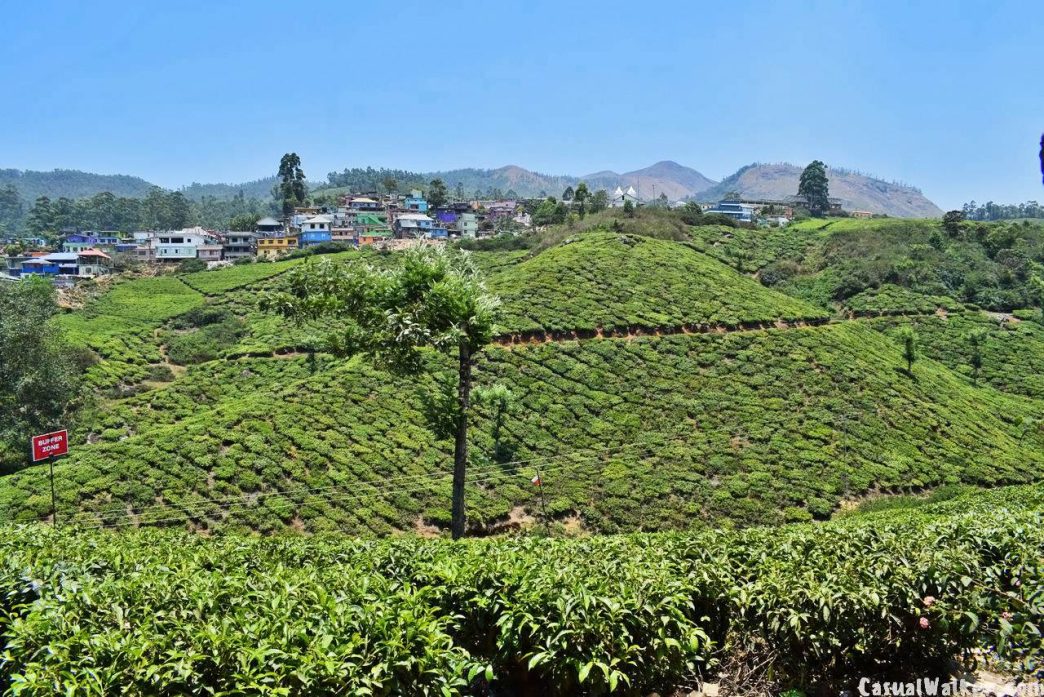 Munnar Hill Station & Tea Plantations, Munnar, Idukki, Kerala Visit ...