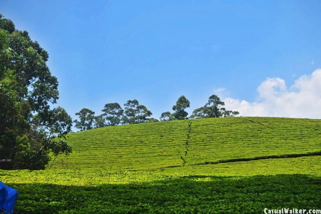 Munnar Hill Station & Tea Plantations, Munnar, Idukki, Kerala Visit ...