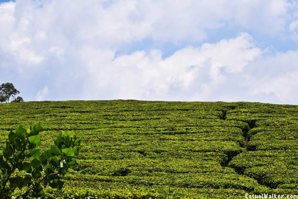 Munnar Hill Station & Tea Plantations, Munnar, Idukki, Kerala Visit ...