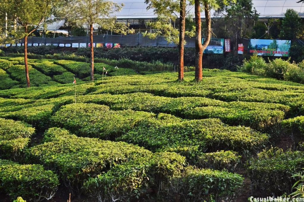 Munnar Hill Station & Tea Plantations, Munnar, Idukki, Kerala Visit ...