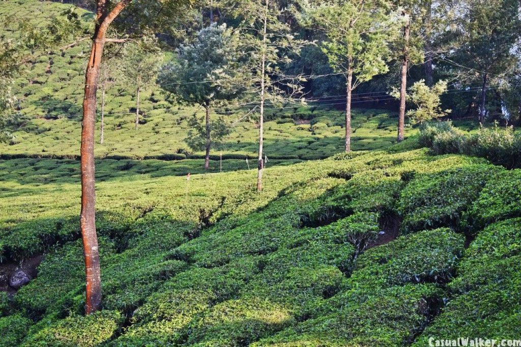 Munnar Hill Station & Tea Plantations, Munnar, Idukki, Kerala Visit ...