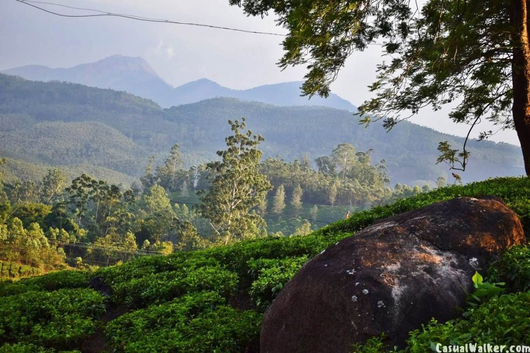 Munnar Hill Station & Tea Plantations, Munnar, Idukki, Kerala Visit ...