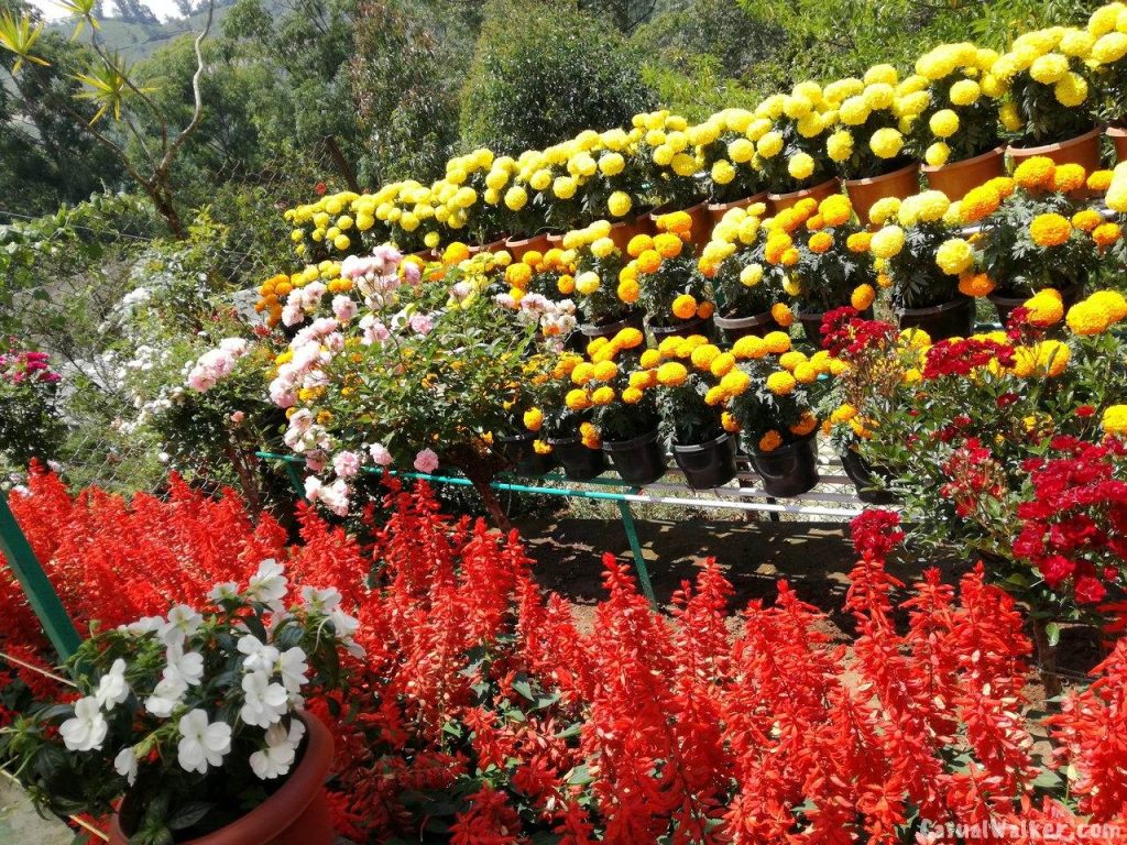 Munnar Rose Garden, Munnar, Kerala Visit, Travel Guide – Casual Walker ...