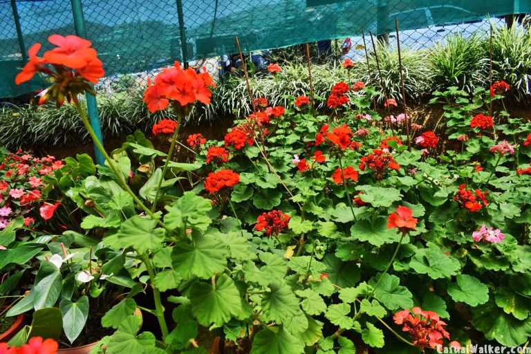 Munnar Rose Garden, Munnar, Kerala Visit, Travel Guide – Casual Walker ...