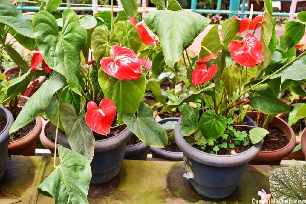 Munnar Rose Garden, Munnar, Kerala Visit, Travel Guide – Casual Walker ...