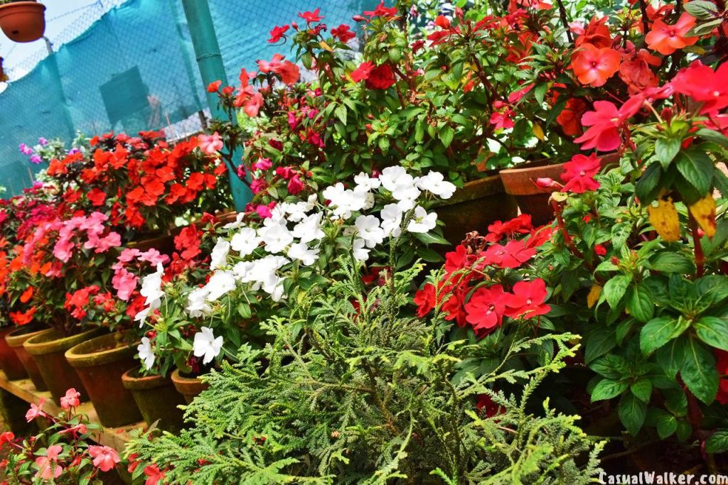 Munnar Rose Garden, Munnar, Kerala Visit, Travel Guide - Casual Walker