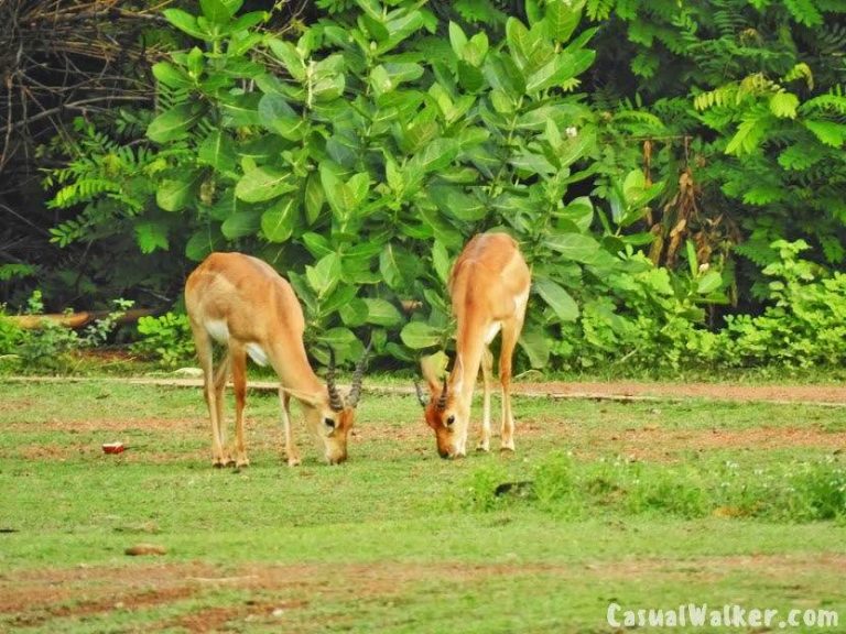 Nature Walk At Indian Institute of Technology (IIT) Madras, Chennai ...