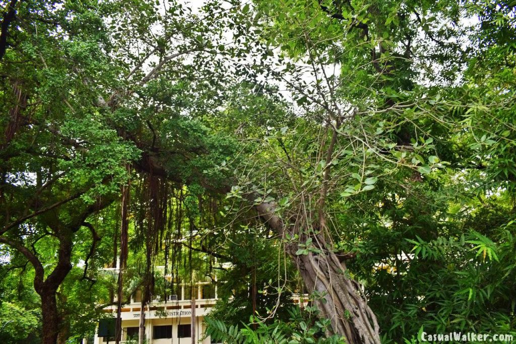Nature Walk At Indian Institute of Technology (IIT) Madras, Chennai ...