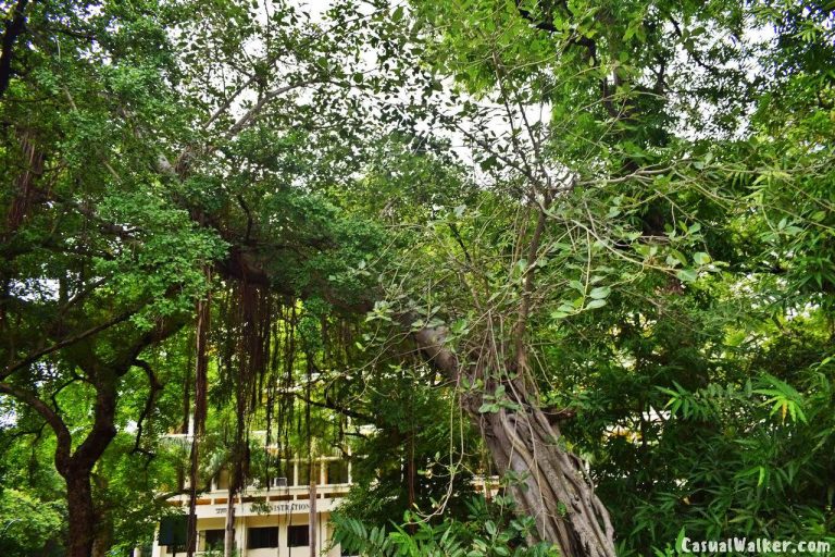 Nature Walk At Indian Institute of Technology (IIT) Madras, Chennai ...