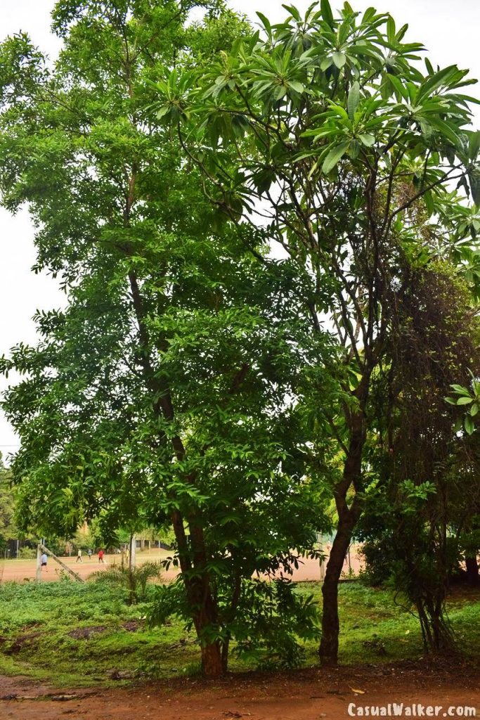 Nature Walk At Indian Institute of Technology (IIT) Madras, Chennai ...