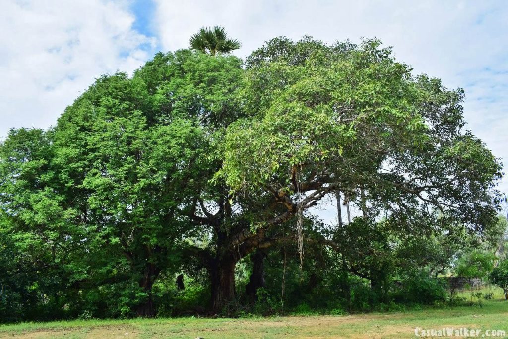 Nemmeli Sri Alavandar Naiker / Nayakar Temple, - THE CHAMPION OF ECR ...