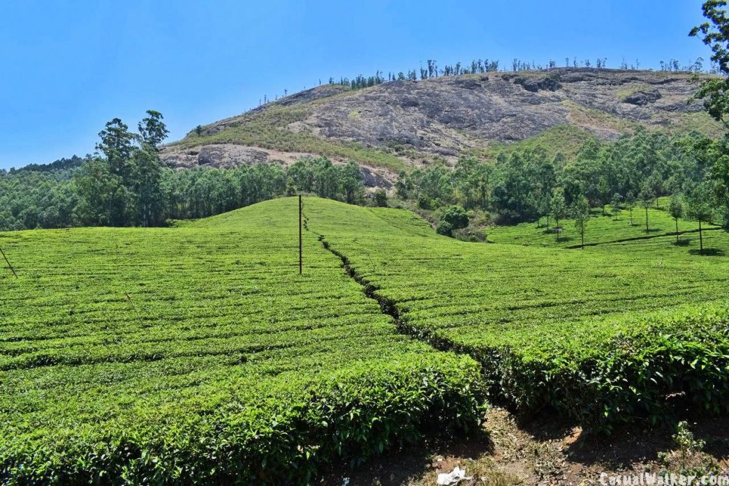 Best Places to Visit in Munnar, Kerala – Tourist Places to Visit in ...