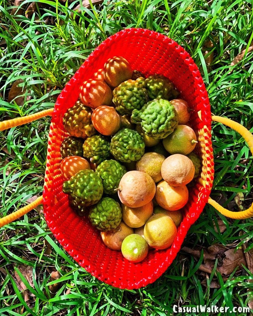 The Farm, Chennai – eco-friendly Restaurant, Bed & Breakfast, Organic ...