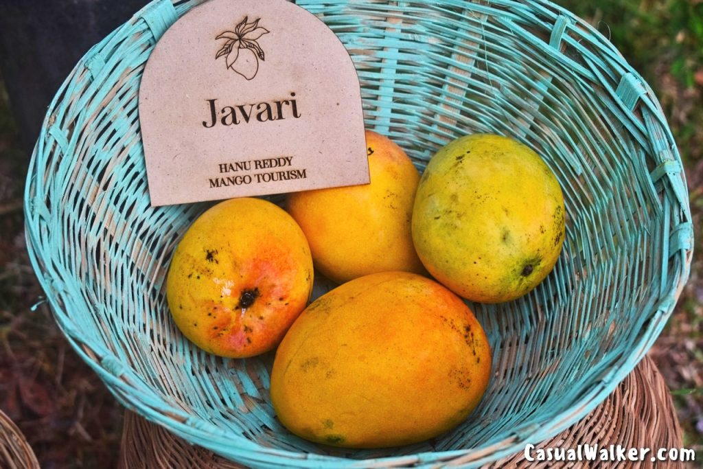 The Great Mango Festival by Hanu Reddy Mango Tourism at Hanu Reddy ...