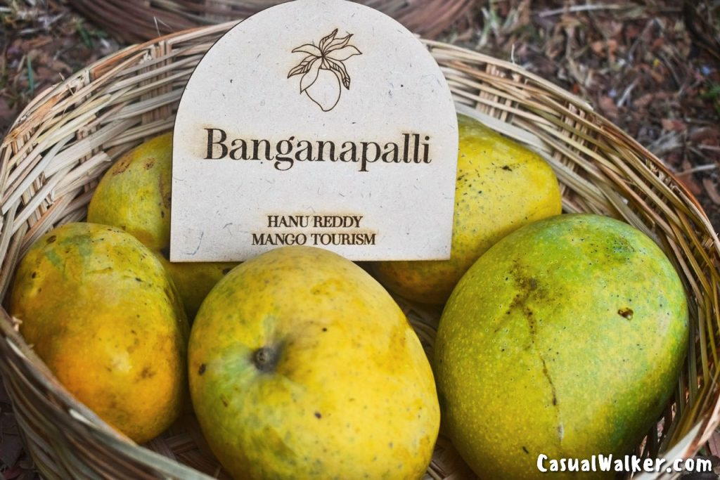 The Great Mango Festival by Hanu Reddy Mango Tourism at Hanu Reddy ...