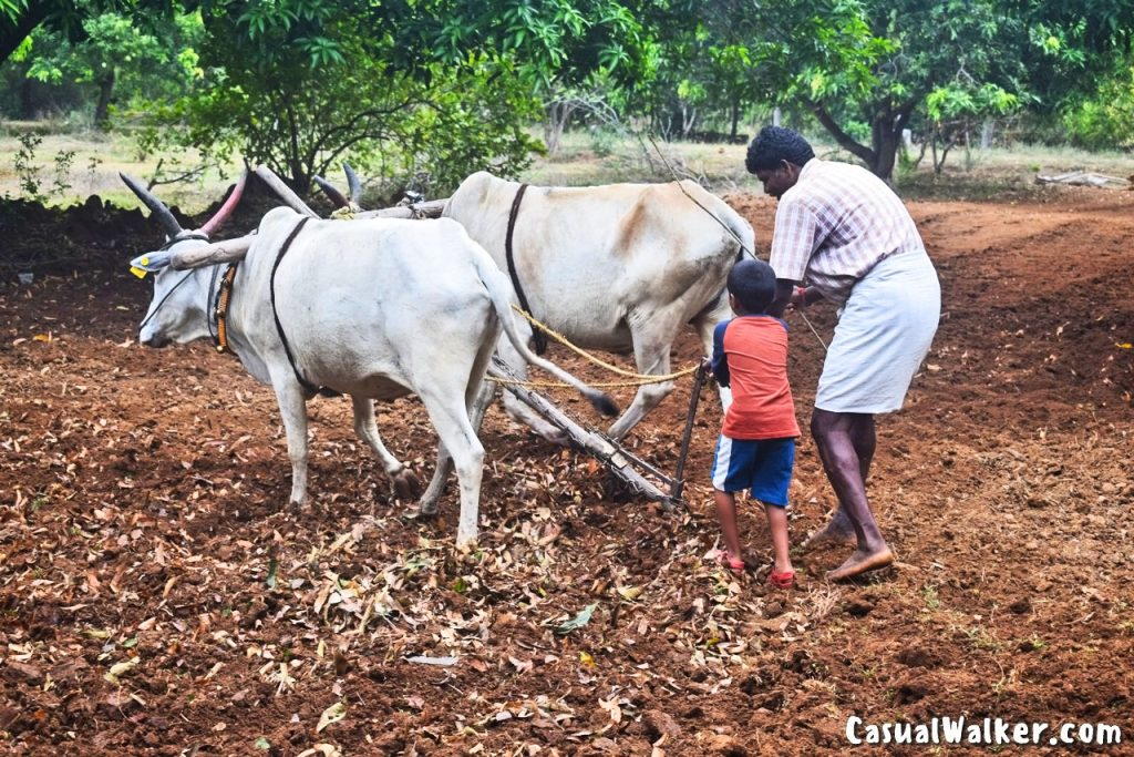 The Great Mango Festival by Hanu Reddy Mango Tourism at Hanu Reddy ...