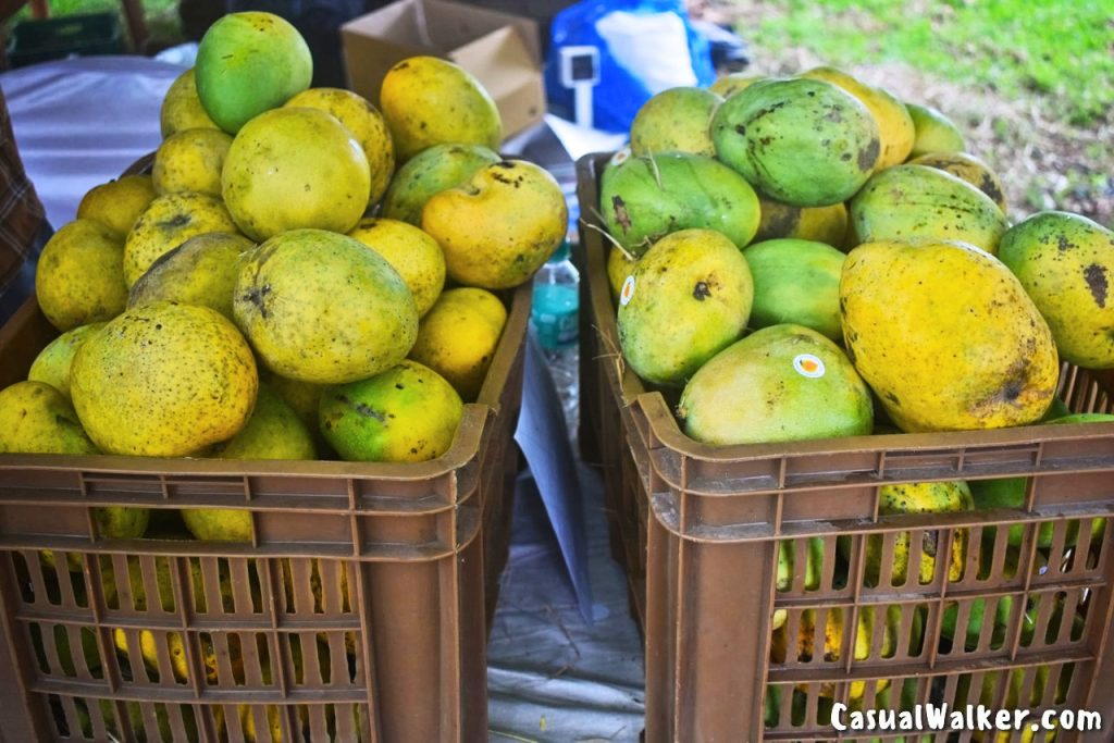 The Great Mango Festival by Hanu Reddy Mango Tourism at Hanu Reddy ...