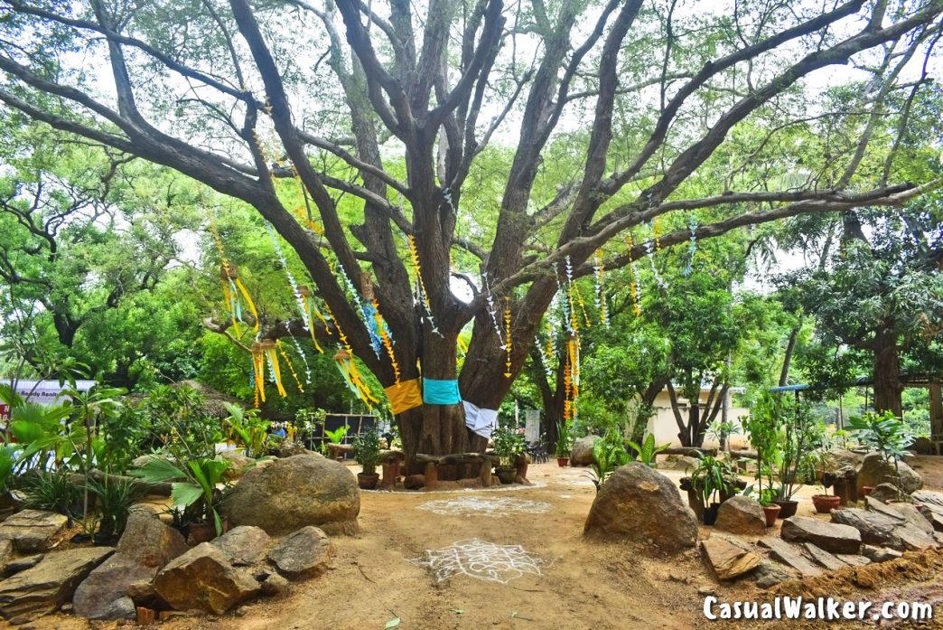 The Great Mango Festival by Hanu Reddy Mango Tourism at Hanu Reddy ...