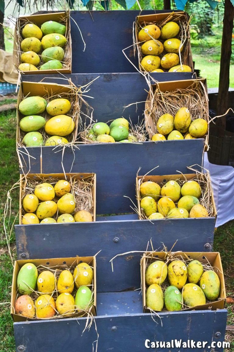 The Great Mango Festival by Hanu Reddy Mango Tourism at Hanu Reddy ...
