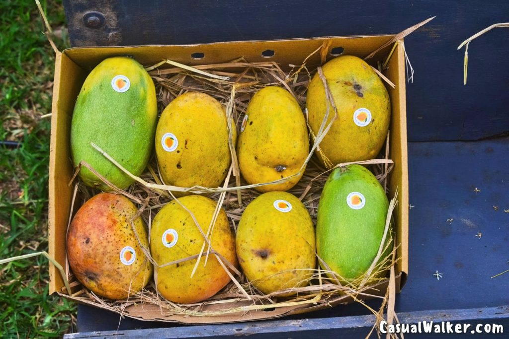 The Great Mango Festival by Hanu Reddy Mango Tourism at Hanu Reddy ...