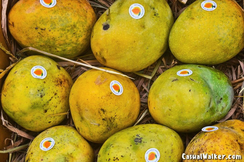 The Great Mango Festival by Hanu Reddy Mango Tourism at Hanu Reddy ...