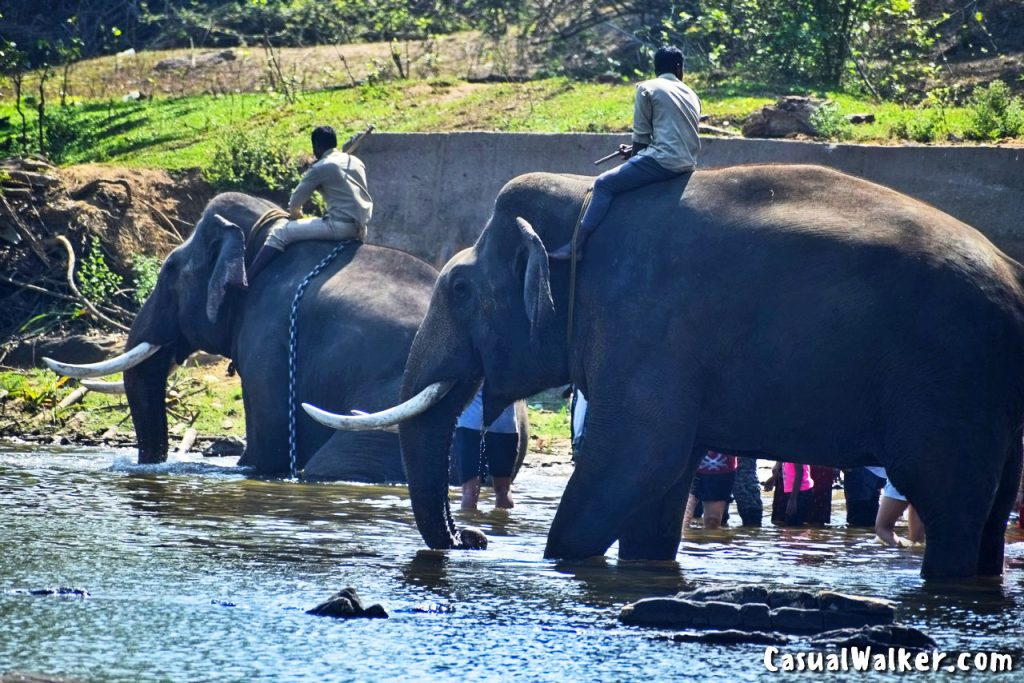 Dubare Elephant Camp in Kushalnagar, Coorg : Experience the Elephant's ...
