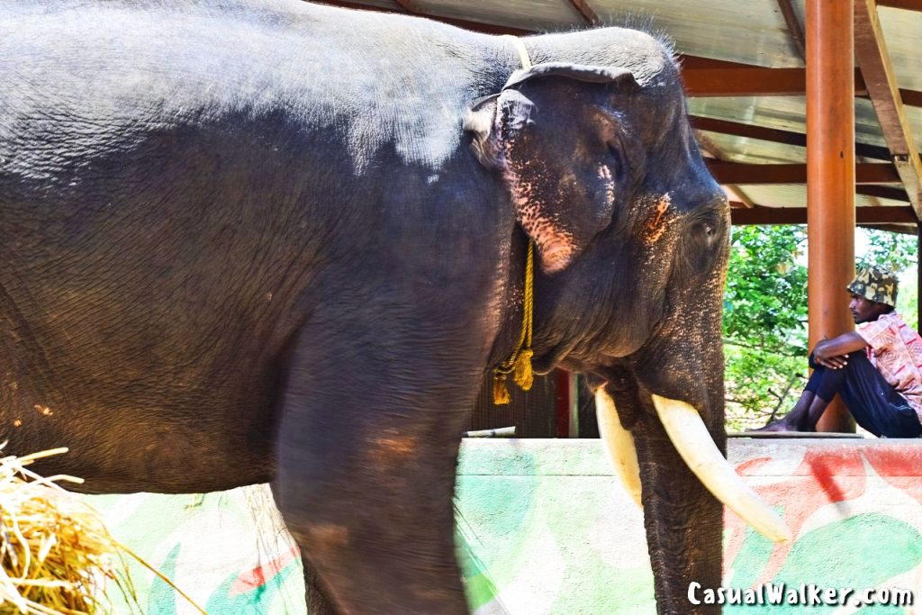 Dubare Elephant Camp in Kushalnagar, Coorg : Experience the Elephant's ...