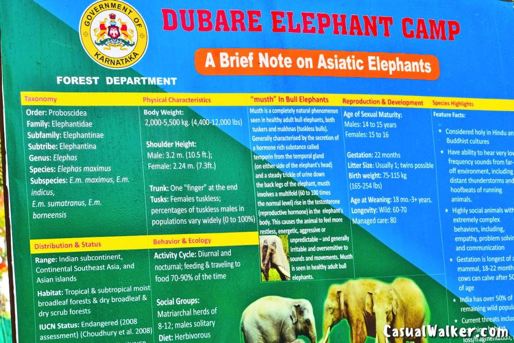 Dubare Elephant Camp in Kushalnagar, Coorg : Experience the Elephant's ...