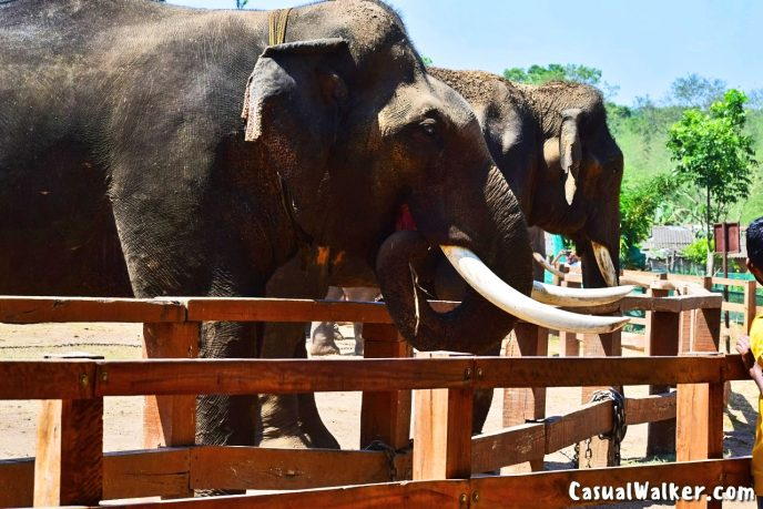 Dubare Elephant Camp in Kushalnagar, Coorg : Experience the Elephant's ...