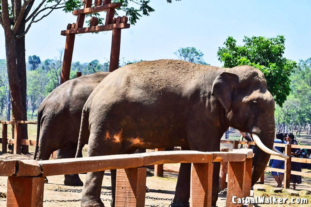 Dubare Elephant Camp in Kushalnagar, Coorg : Experience the Elephant's ...