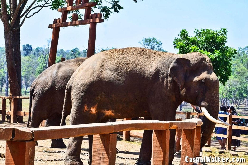 Dubare Elephant Camp in Kushalnagar, Coorg : Experience the Elephant's ...