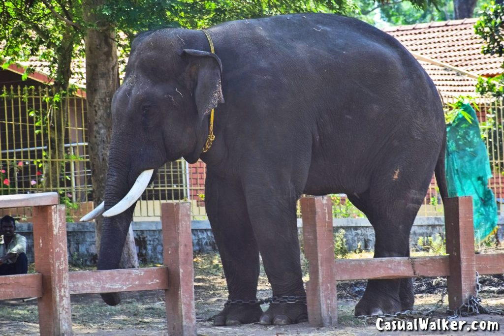 Dubare Elephant Camp in Kushalnagar, Coorg : Experience the Elephant's ...
