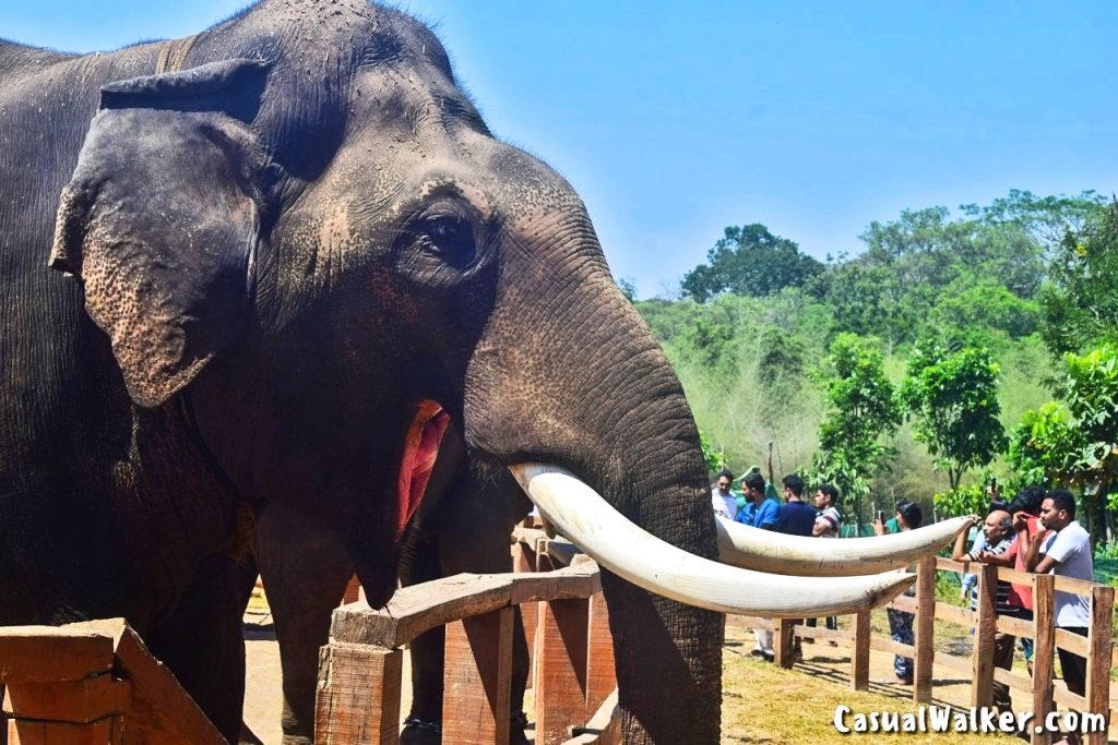 Dubare Elephant Camp in Kushalnagar, Coorg : Experience the Elephant's ...