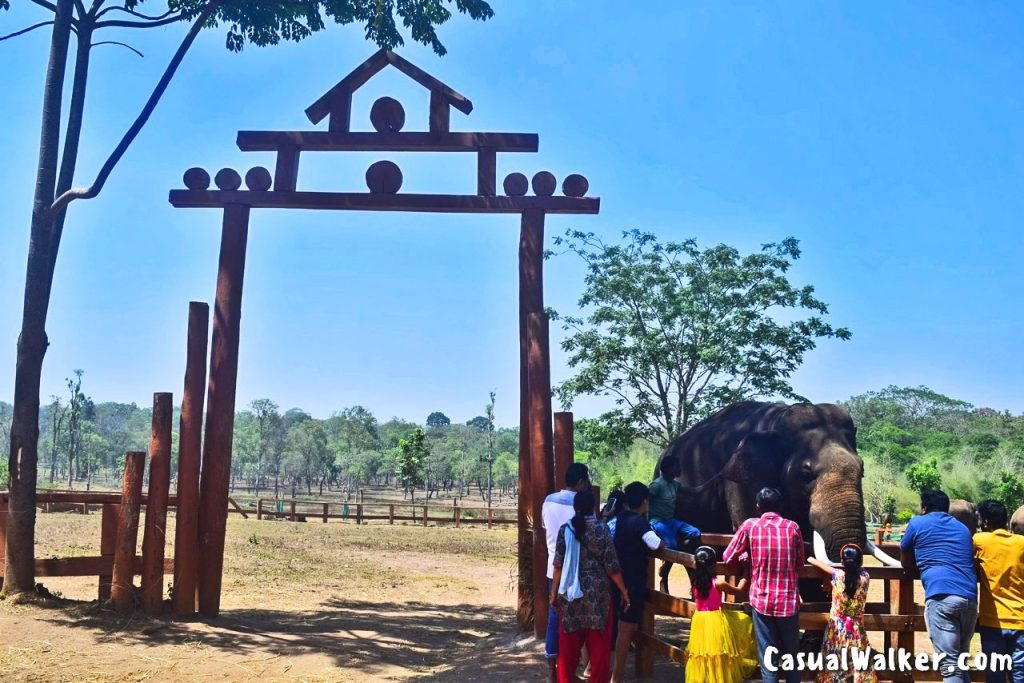 Dubare Elephant Camp in Kushalnagar, Coorg : Experience the Elephant's ...