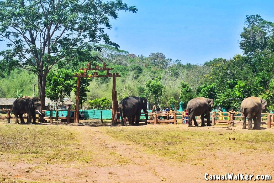 Dubare Elephant Camp in Kushalnagar, Coorg : Experience the Elephant's ...