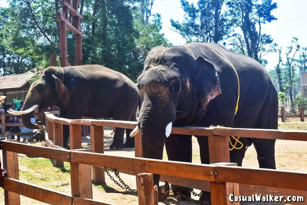 Dubare Elephant Camp in Kushalnagar, Coorg : Experience the Elephant's ...
