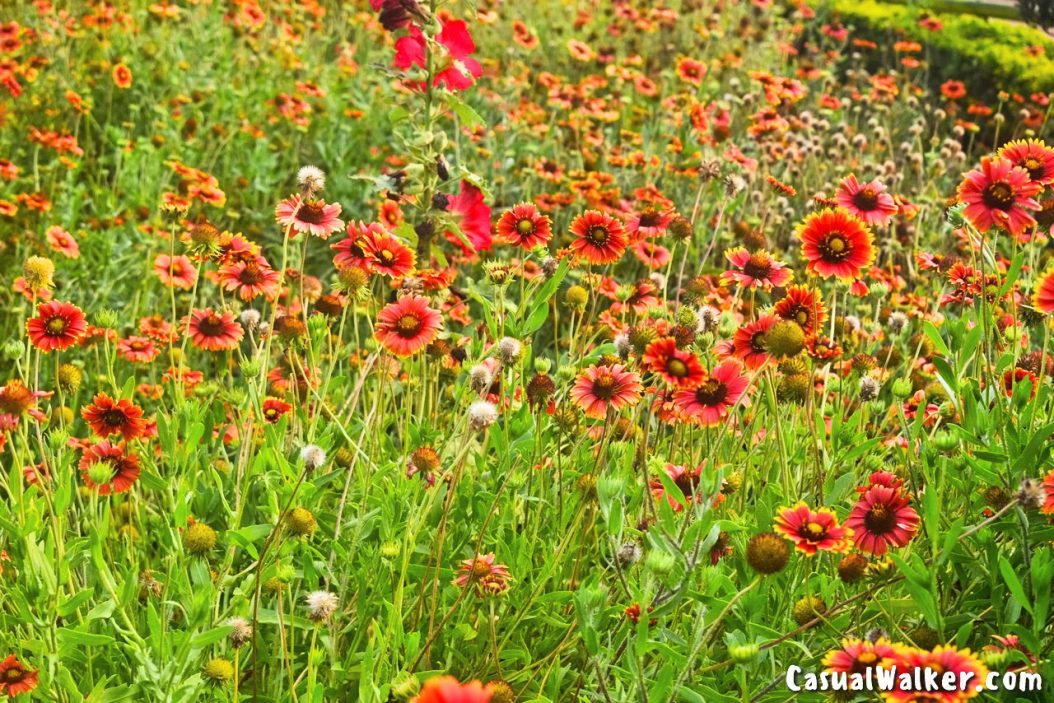 Raja’s Seat Madikeri, Coorg - The Seat of Kings & Popular tourist spots ...