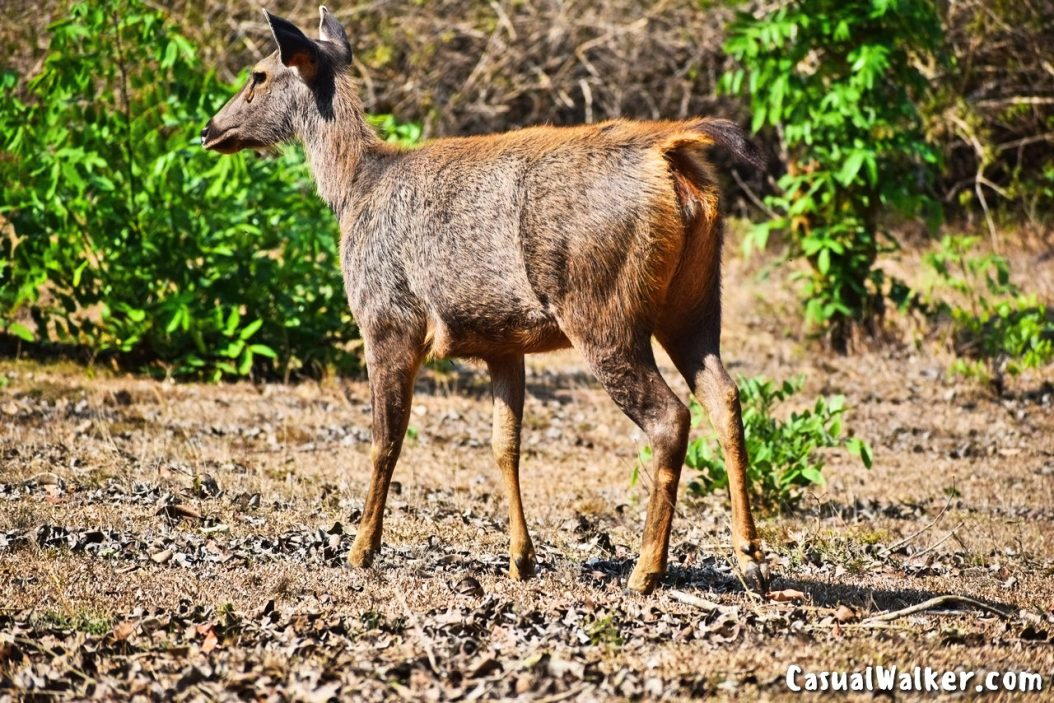 Nagarahole Tiger Reserve (NTR) / Nagarahole National Park in Hunsur ...
