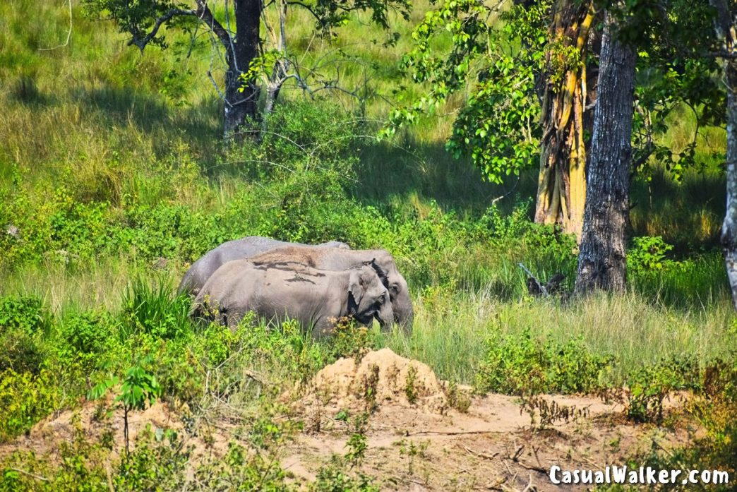 Nagarahole Tiger Reserve (NTR) / Nagarahole National Park in Hunsur ...