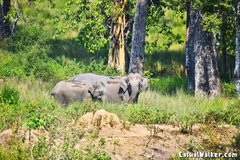 Nagarahole Tiger Reserve (NTR) / Nagarahole National Park in Hunsur ...