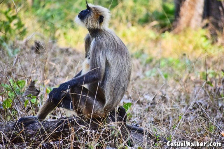 Nagarahole Tiger Reserve (NTR) / Nagarahole National Park in Hunsur ...