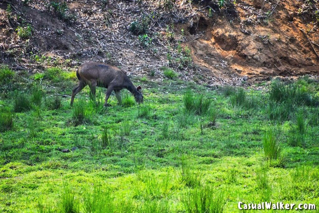 Nagarahole Tiger Reserve (NTR) / Nagarahole National Park in Hunsur ...