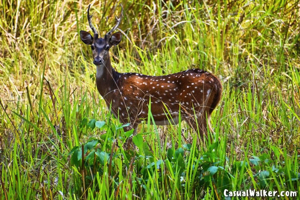 Nagarahole Tiger Reserve (NTR) / Nagarahole National Park in Hunsur ...